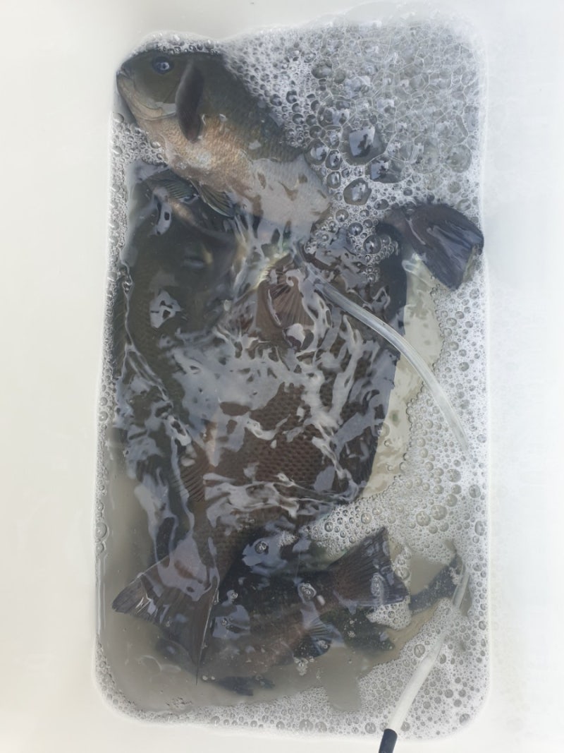 울산갯바위낚시울산벵에돔낚시 울산바다낚시 울산여치기 울산찌낚시 울산대왕암 울산일산레져 일산해수욕장 울산일산호